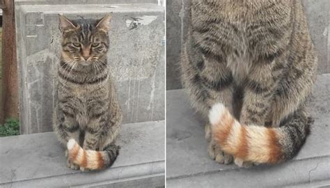 고등어 태비 고양이인데 꼬리 끝만 신기하게도 오렌지색인 고양이를 보았습니다