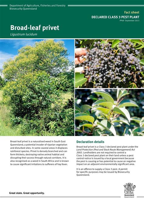 Broad Leaf Privet Fact Sheet Department Of Primary Industries
