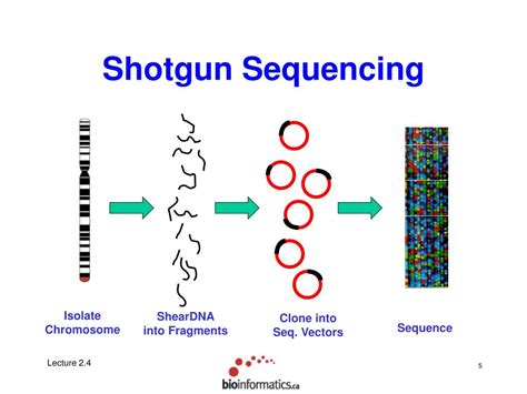 Ppt Sequencing And Sequence Alignment Powerpoint Presentation Free Download Id1187902