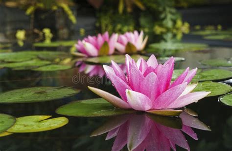Water Lily Flower In Shades Of Pink With Green Leaves In A Pool Of Water Stock Image Image Of