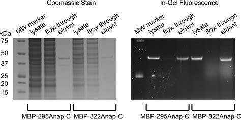 Figures And Data In Visualizing Conformational Dynamics Of Proteins In Solution And At The Cell