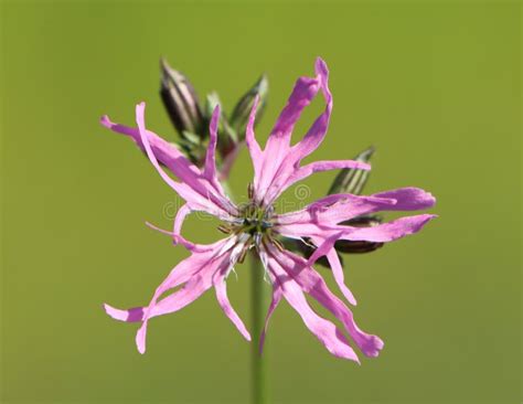 Lychnis Flos Cuculi Stock Image Image Of Beautiful 321282823