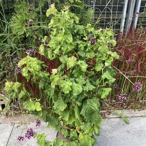 Corylus avellana 'Medusa' - Herman Geers