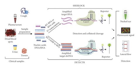 Crispr Based Nucleic Acid Detection Assays Employing The Cas Download Scientific Diagram Crispr Based Nucleic Acid Detection Assays Employing The Cas Download Scientific Diagram