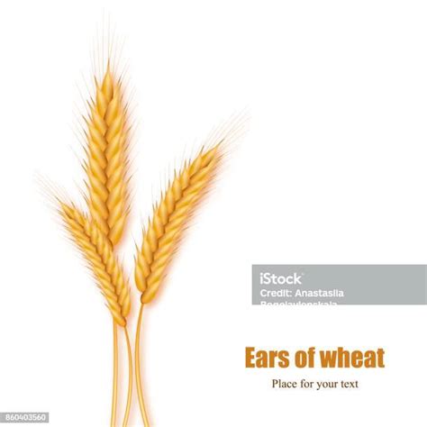 텍스트에 대 한 공간을 가진 백색 배경에 밀의 현실적인 귀 벡터 일러스트는 시리얼의 가을에 대한 스톡 벡터 아트 및 기타 이미지
