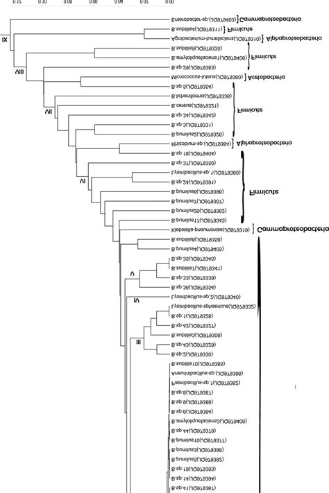 Cont Dissimilarity Dendrogram Based On Rep Pcr Amplicons Of
