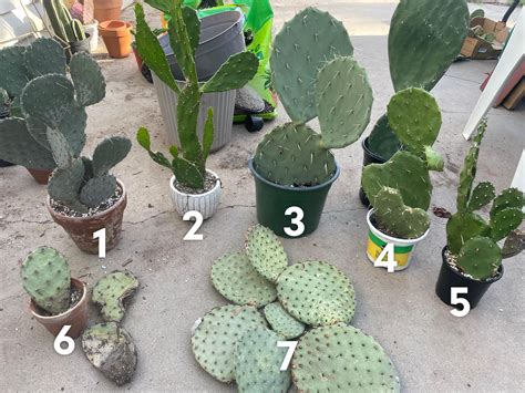 Prickly Pear Cactus Plant Types Cactus Care Guide How To Care For