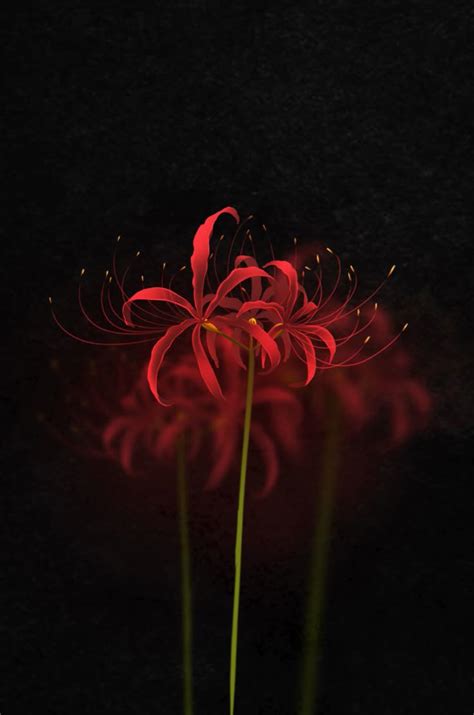 Red Spider Lily Meaning Anime At Richard Montejano Blog