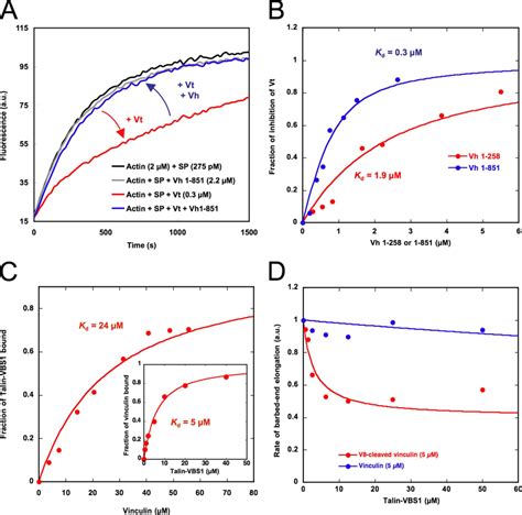 Actin Filament Side Binding And Barbed End Capping Are Both Download Scientific Diagram