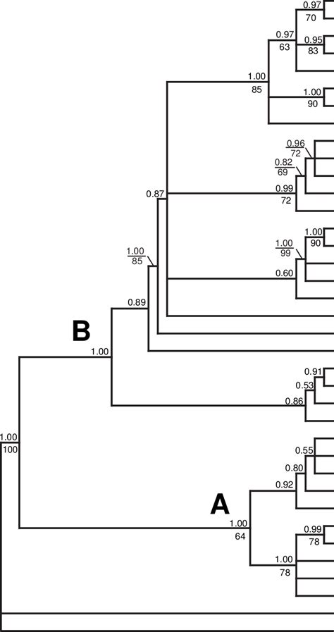 Majority Rule Consensus Tree Obtained From The Bayesian Analysis Of