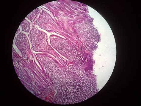 2nd Year Mbbs Histology Slides Printed Mbbs Study World