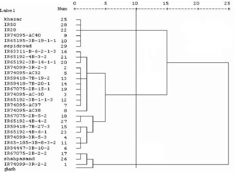 Clustering Of All 29 Rice Genotypes Based On Morpho Physiological Data