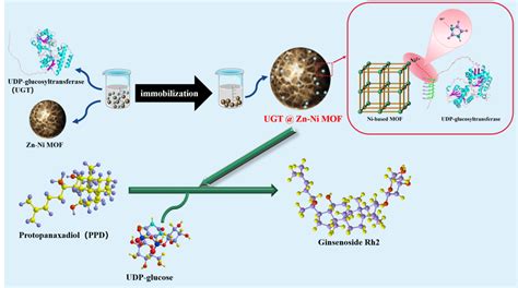武占省教授课题组刘啸尘博士指导研究生在酶固定化转化高活性天然产物取得新进展 西安工程大学环境与化学工程学院