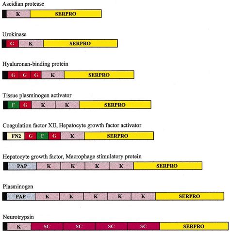 Genome Evolution And The Evolution Of Exon Shuzing A Review