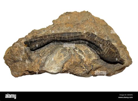 Crinoids Fossil Cut Out Stock Images And Pictures Alamy