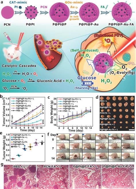A Schematic Illustration Of The Catalytic Cascade‐enhanced Synergistic Download Scientific