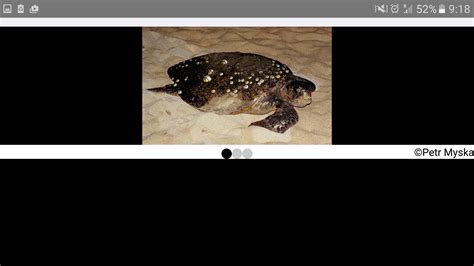 Android Stretch Image In Imageview In Viewpager Stack Overflow