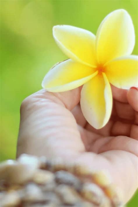 Plumeria Stem Rot 1 Best Identification Prevention Guide