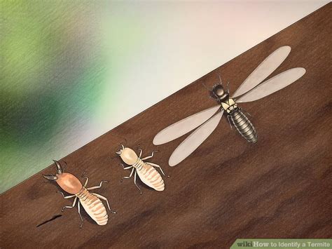 How To Identify A Termite 12 Steps With Pictures Wikihow