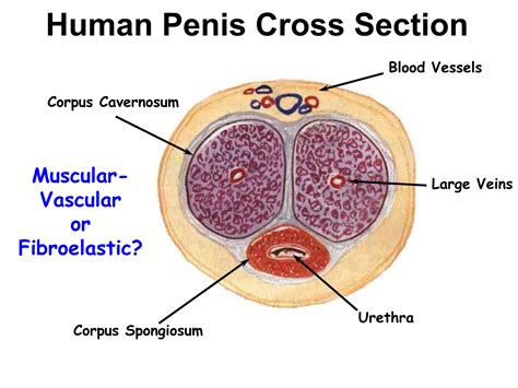 Comparative Anatomy Of Male Reproductive System Pptx