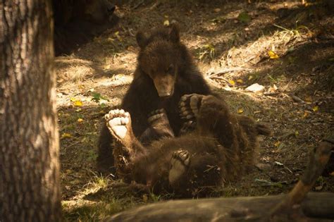 Bear Cub Game Free Photo On Pixabay Pixabay