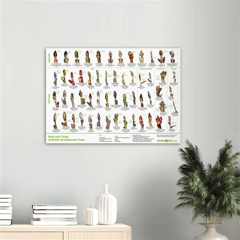 Tree Buds Identification Poster British Species Etsy