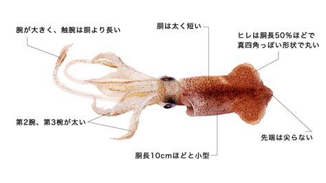 ジンドウイカ ヒイカ の特徴生態食べ方や旬料理を徹底解説 とともん