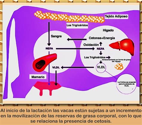 La Cetosis En Vacas Lecheras Y El Rol De La Colina Ganaderia Sos