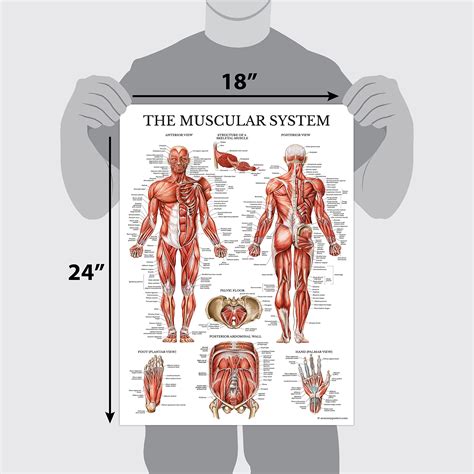 Dermatomes Anatomical Chart