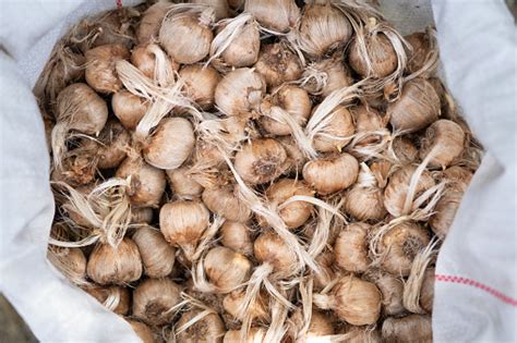 크로커스 구근 Sativus 배경 평면도 사프란 심기 용 구근 값 비싼 향신료 사프란 0명에 대한 스톡 사진 및 기타 이미지 Istock