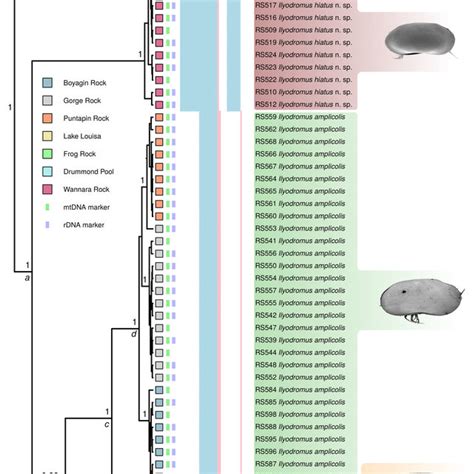 Maximum Clade Credibility Tree Of Those Sampled In The Bayesian