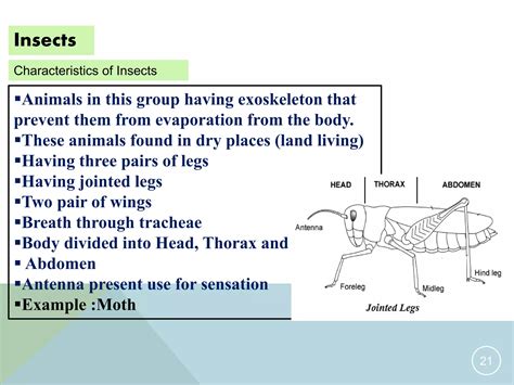 Characteristics And Classification Of Living Organisms Igcse O Level 0610 Pptx