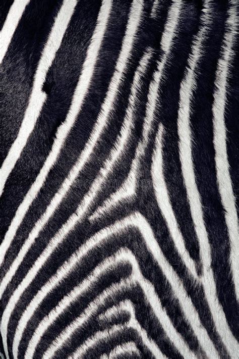 Zebra Texture Print Strips Stock Image Image Of Coat 3159641 Zebra Texture Print Strips Stock Image Image Of Coat 3159641