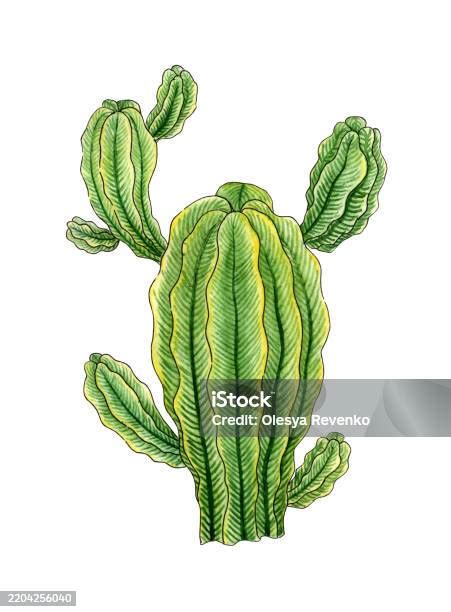 녹색과 노란색 줄무늬 선인장의 수채화 그림 엽서 포스터 배너 초대장 인사말 카드 인쇄물에 적합합니다 흰색 배경에 고립되어