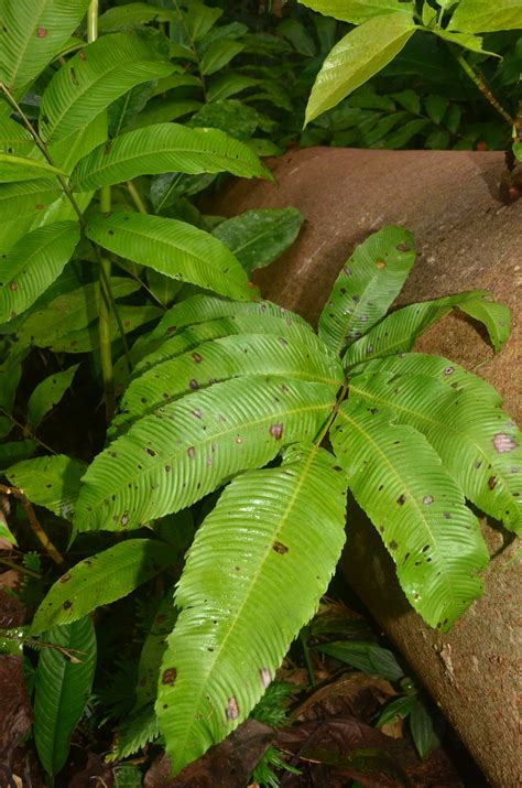 Pronephrium Nitidum Ferns And Lycophytes Of The World