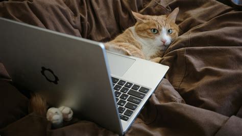 Setting Up Oracle Database Xe On Ubuntu Using Lxd And Docker