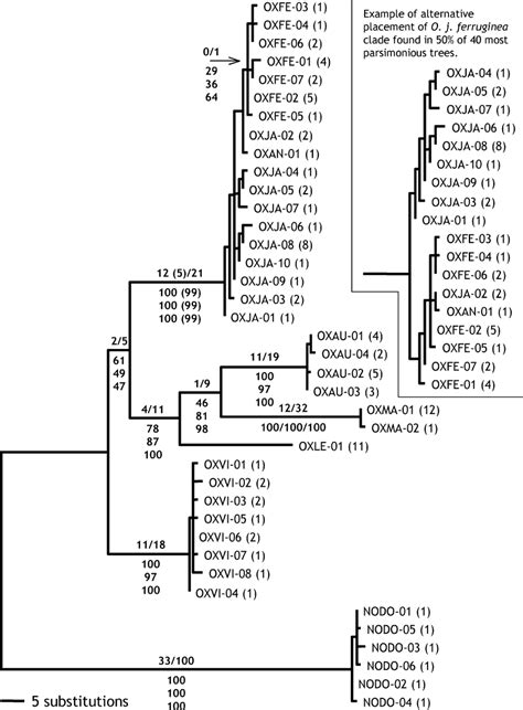 One Of 40 Most Parsimonious Trees And Two Equally Likely Maximum