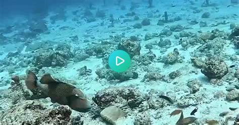 Titan Triggerfish Vs Octopus Album On Imgur