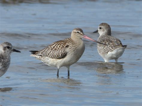 オオソリハシシギ 2020 10 21 日本の野鳥識別図鑑