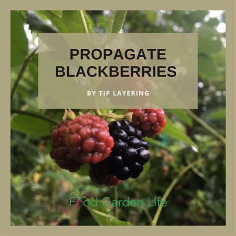 Propagate Blackberries By Tip Layering — Food Garden Life Edible