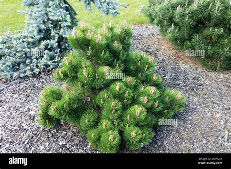 Austrian Pine Small Garden Low Form Pinus Nigra Compacta European Black Pine Tree Conifer