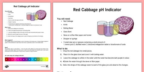 Red Cabbage Indicator Adult Guidance Sheet Teacher Made