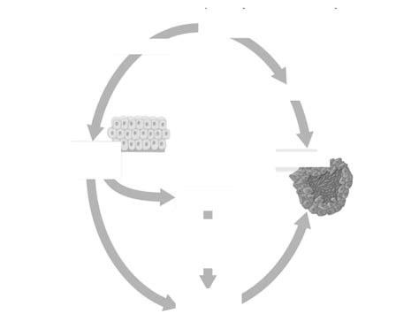 Fig 18 4 Proto Oncogenes And Tumor Suppressor Gene Quiz