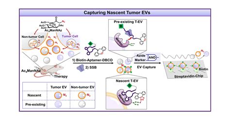 profiling nascent tumor extracellular vesicles via metabolic timestamping and aptamer driven