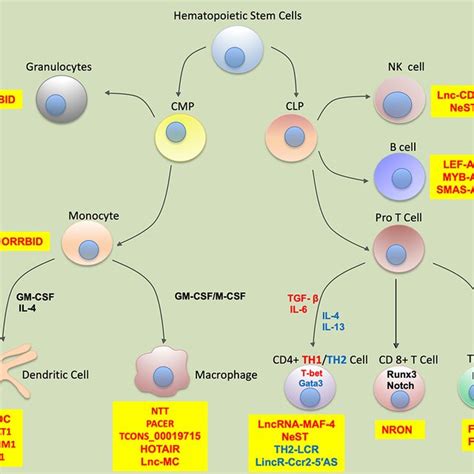 Schematic Representation Of The Long Noncoding Rna Mediated Regulation