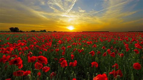 Poppy Field Wallpapers Wallpaper Cave