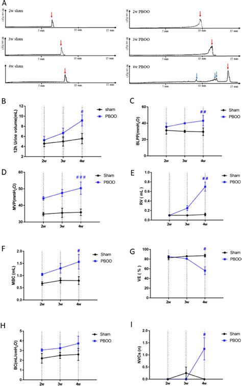 Urine Volume 12 H And Urodynamic Variables Of The Sham And PBOO Download Scientific Diagram