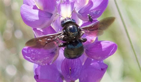 Types Of Carpenter Bees Carpenter Bee Species Best Bee Brothers