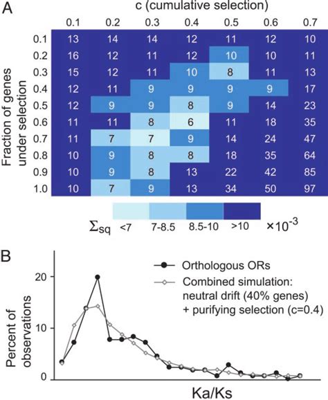 Weak Purifying Selection Approximates Observed Kaks Distribution A Download Scientific