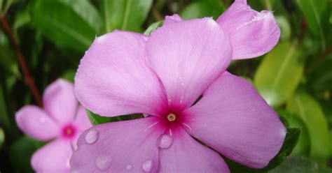 Sinar Kehidupan Indah Bunga Indah Wanita Sinar Kehidupan Indah Bunga Indah Wanita